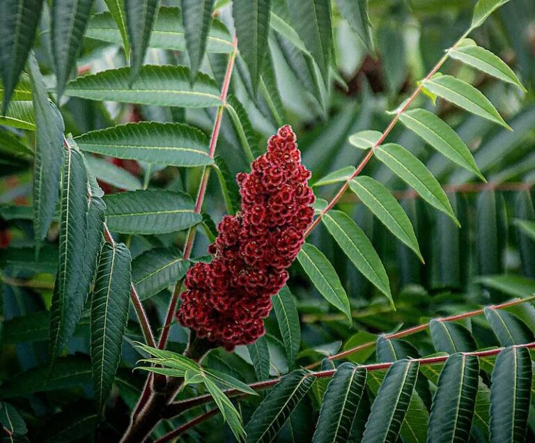 Сумах оцтовий: догляд, як виглядає і як садити оцтове дерево